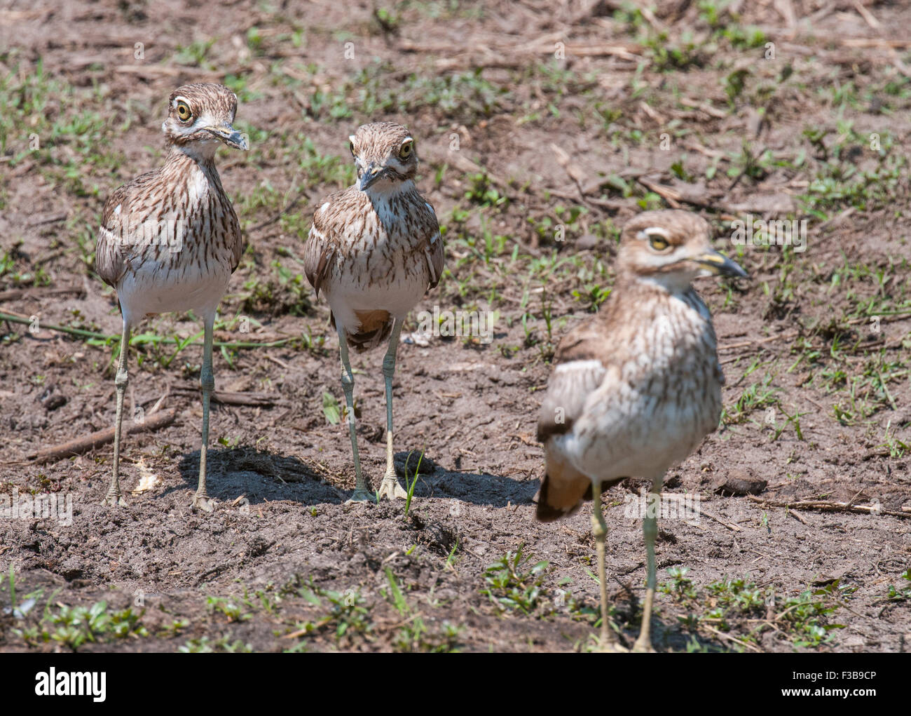Water dikkops hi-res stock photography and images - Alamy