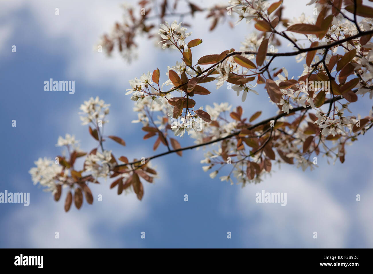 Spring flowering trees hi-res stock photography and images - Alamy