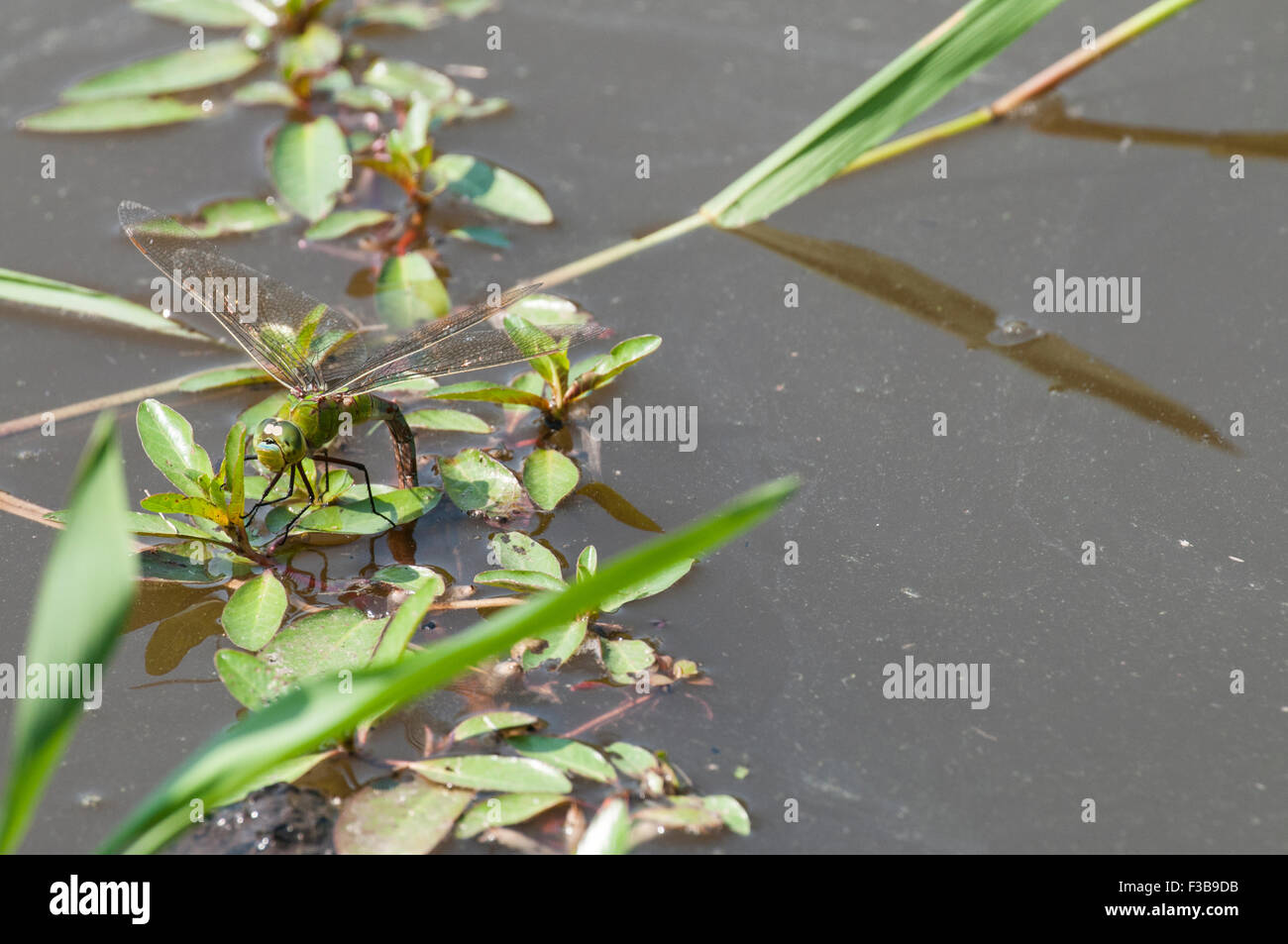 Dragonfly life cycle hi-res stock photography and images - Alamy
