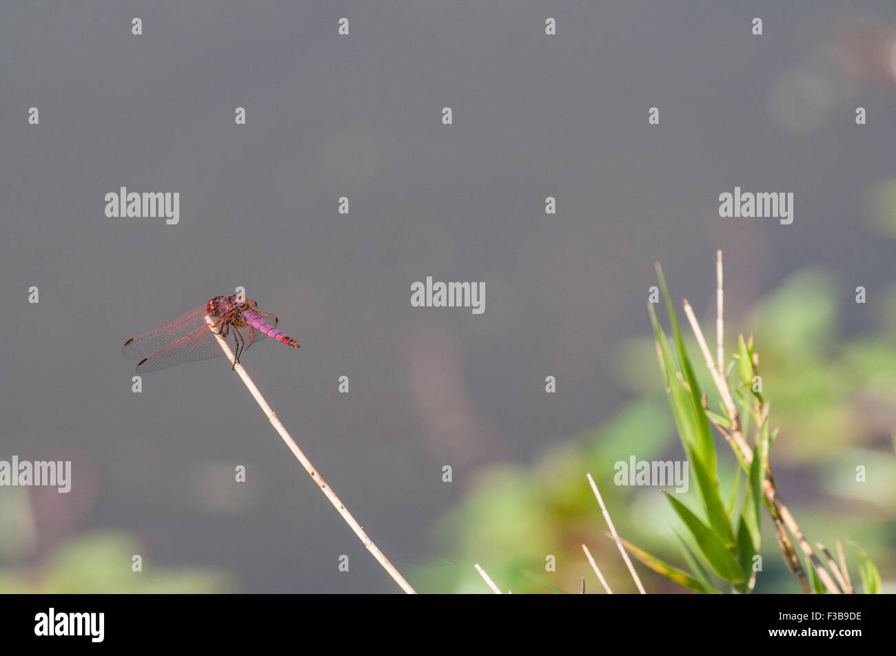 African dragonfly hi-res stock photography and images - Alamy