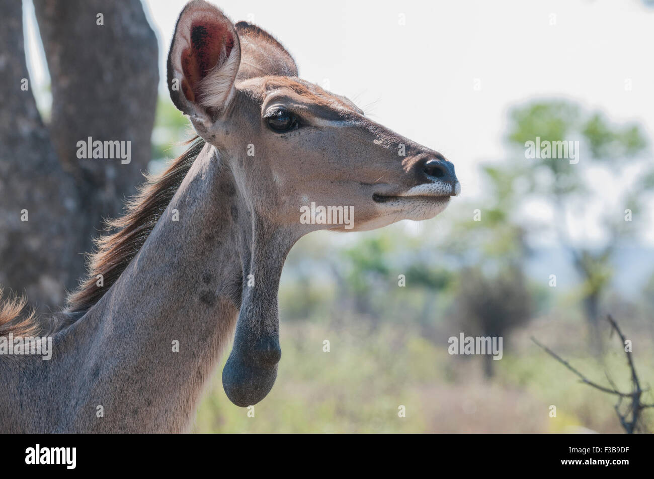A kudu cow with a growth on her neck in the Kruger National Park Stock ...
