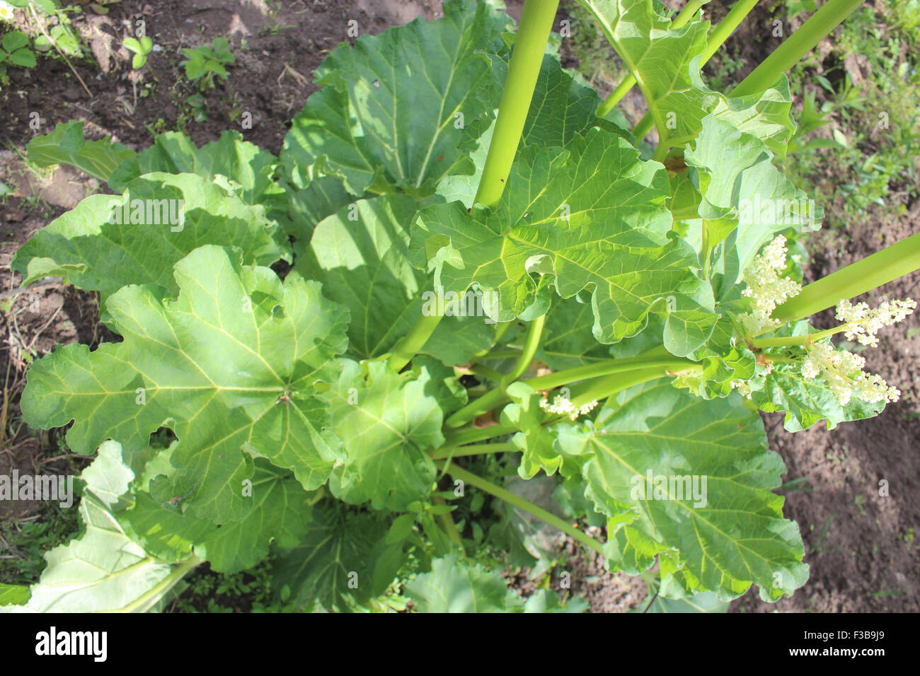 big green leaf of rhubarb on the bush in the spring Stock Photo - Alamy