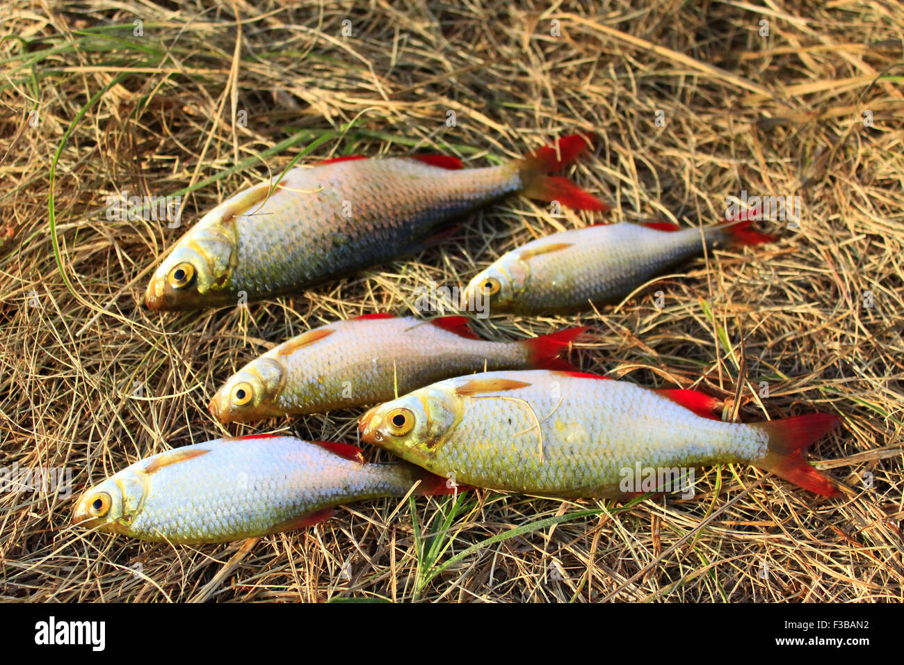 fresh beautiful caught ruddies laying on the grass Stock Photo - Alamy