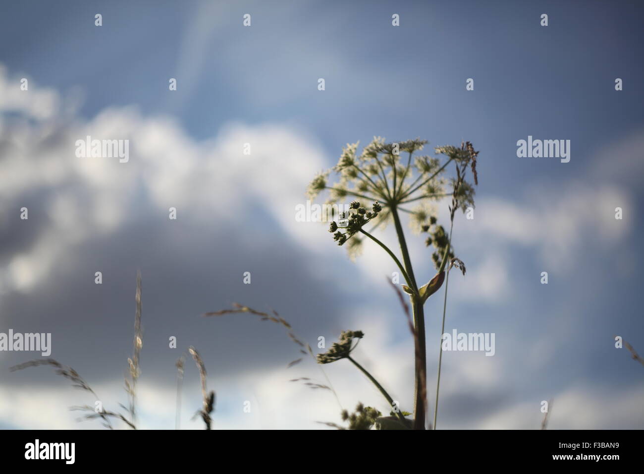hog weed photographed in London UK Stock Photo - Alamy
