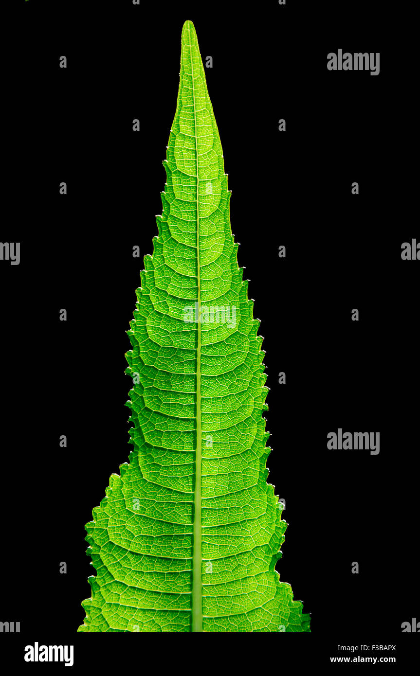 Sharp Edges Plant High Resolution Stock Photography and Images - Alamy