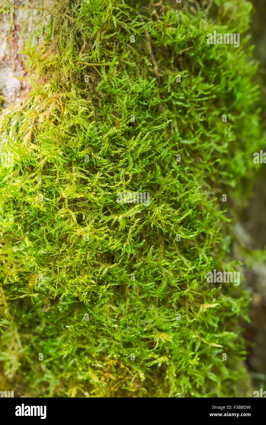 Old tree mossy bark texture natural background Stock Photo - Alamy