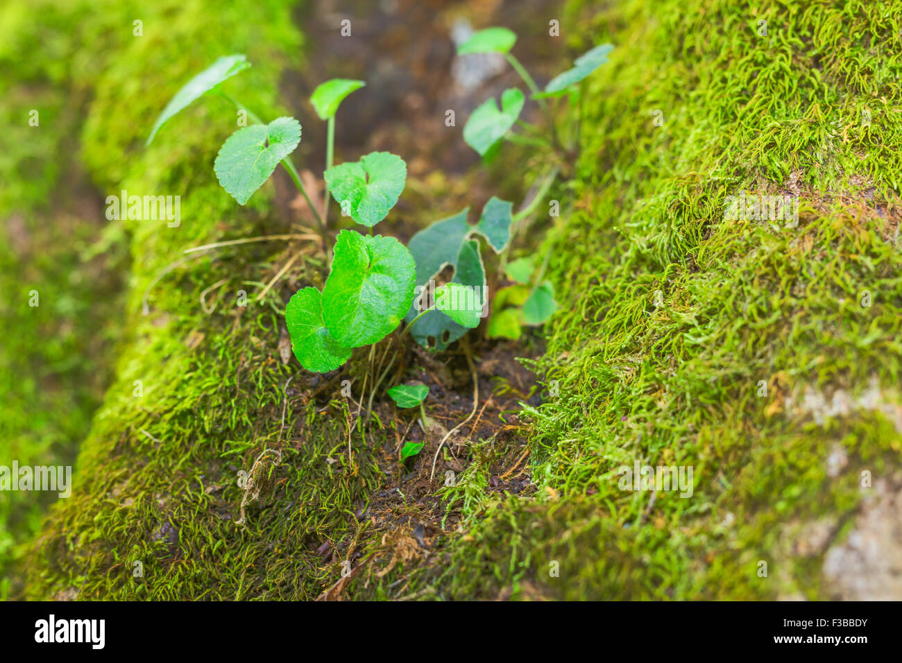 Green moss at the forest with small plant Stock Photo - Alamy