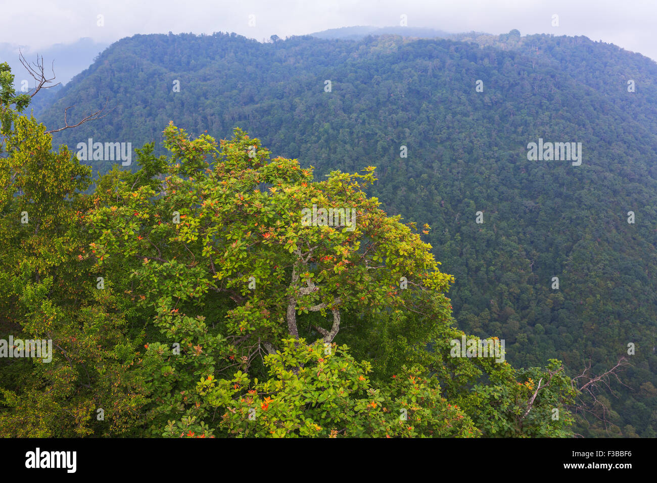 Highland view with green forests, natural background Stock Photo - Alamy