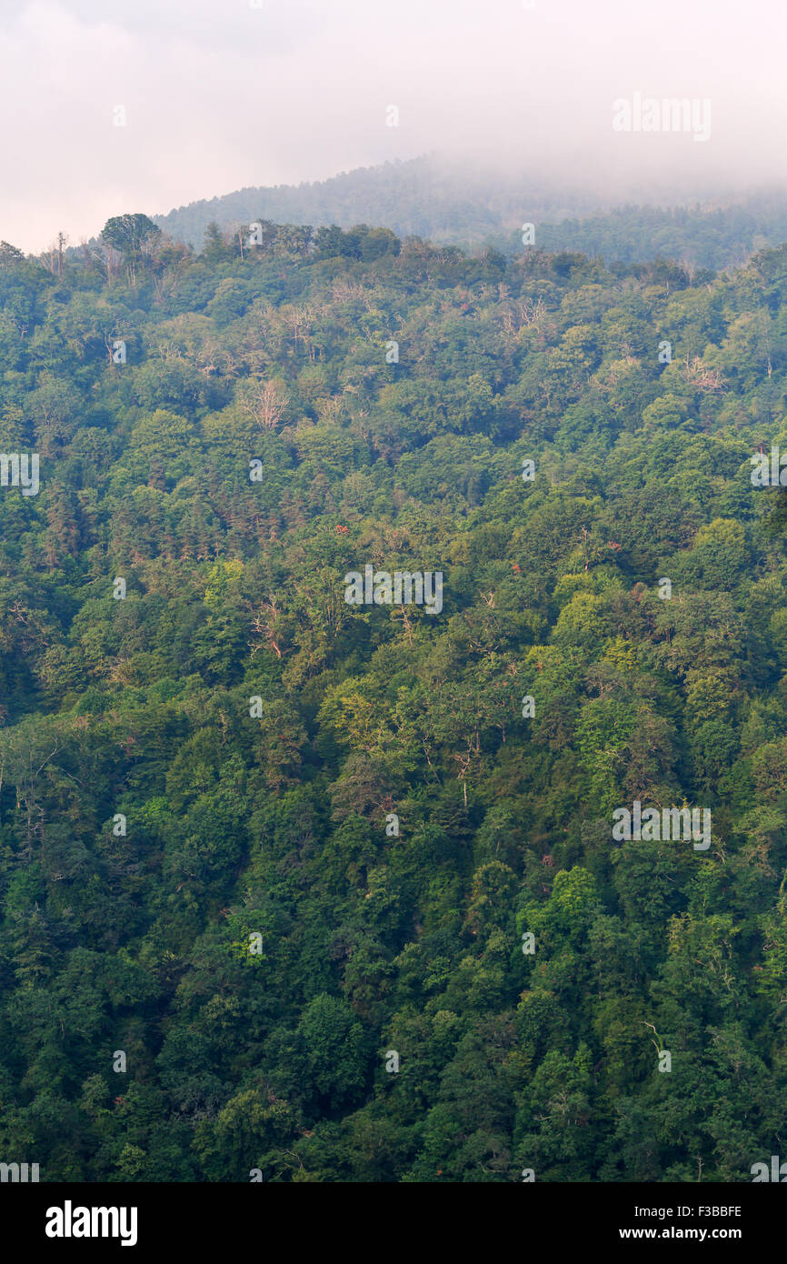 Highland view with green forest natural background Stock Photo - Alamy