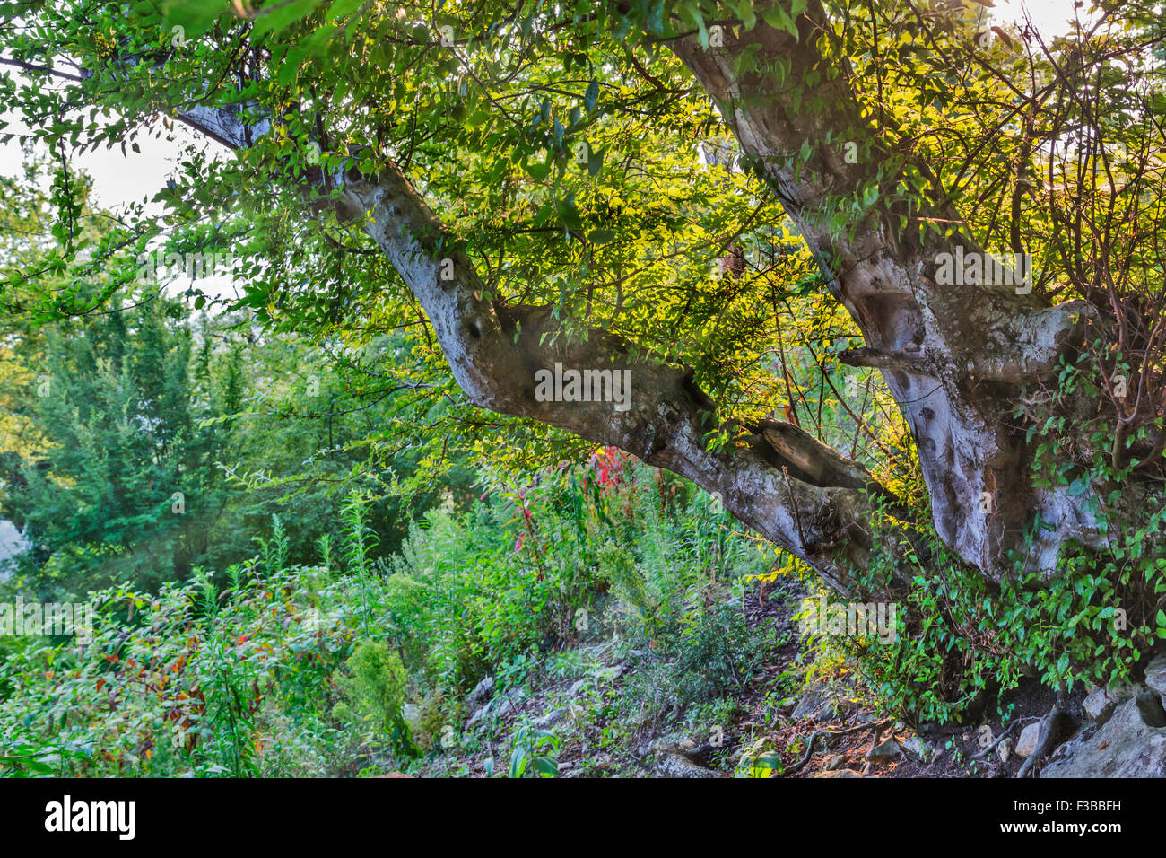 Two tree trunks on wild forest background Stock Photo - Alamy