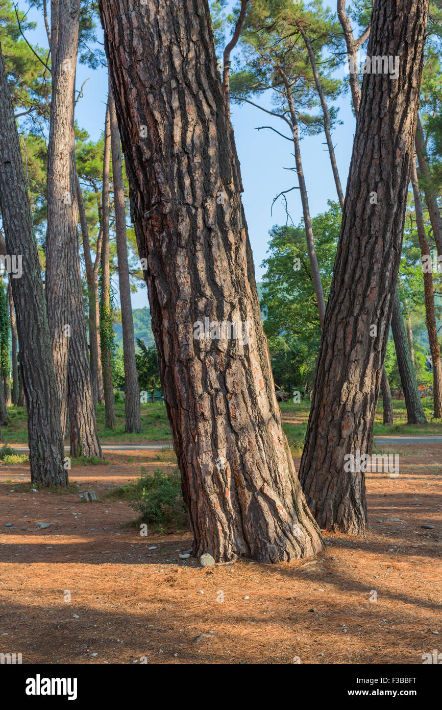 Pine trees at sunny day with natural background Stock Photo - Alamy