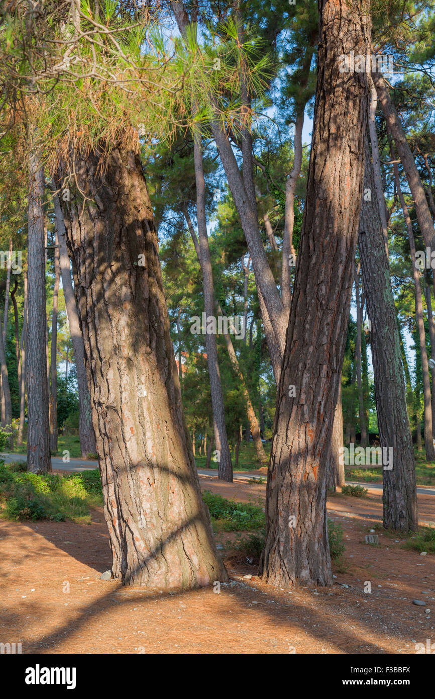 Pine trees at sunny day with natural background Stock Photo - Alamy