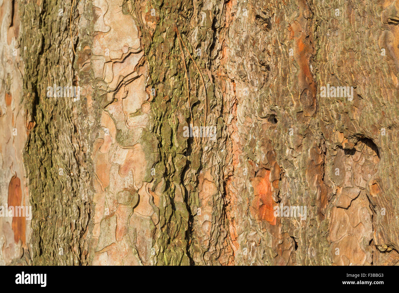 Old tree bark close up view as background Stock Photo - Alamy
