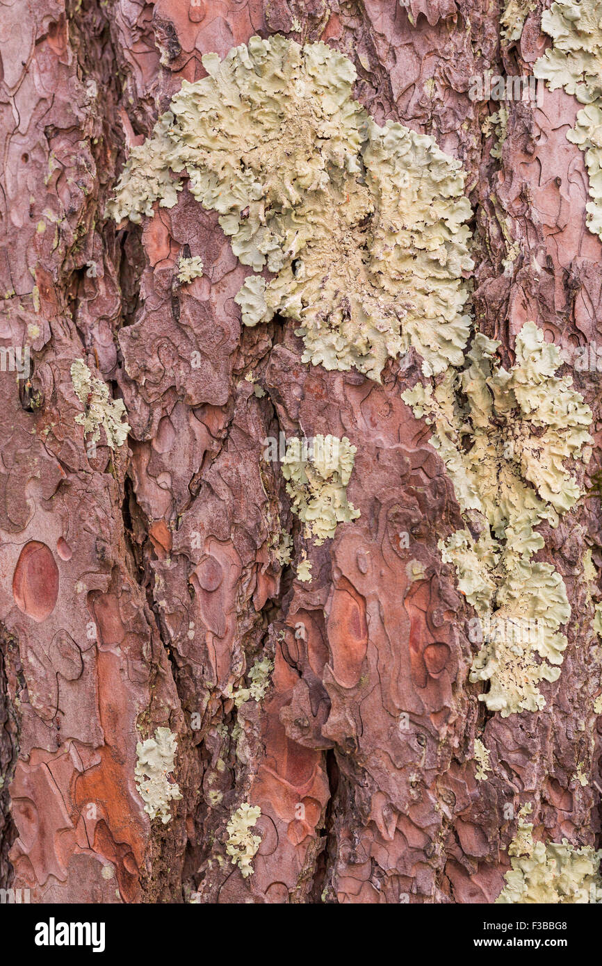 Old tree bark close up view as background Stock Photo - Alamy