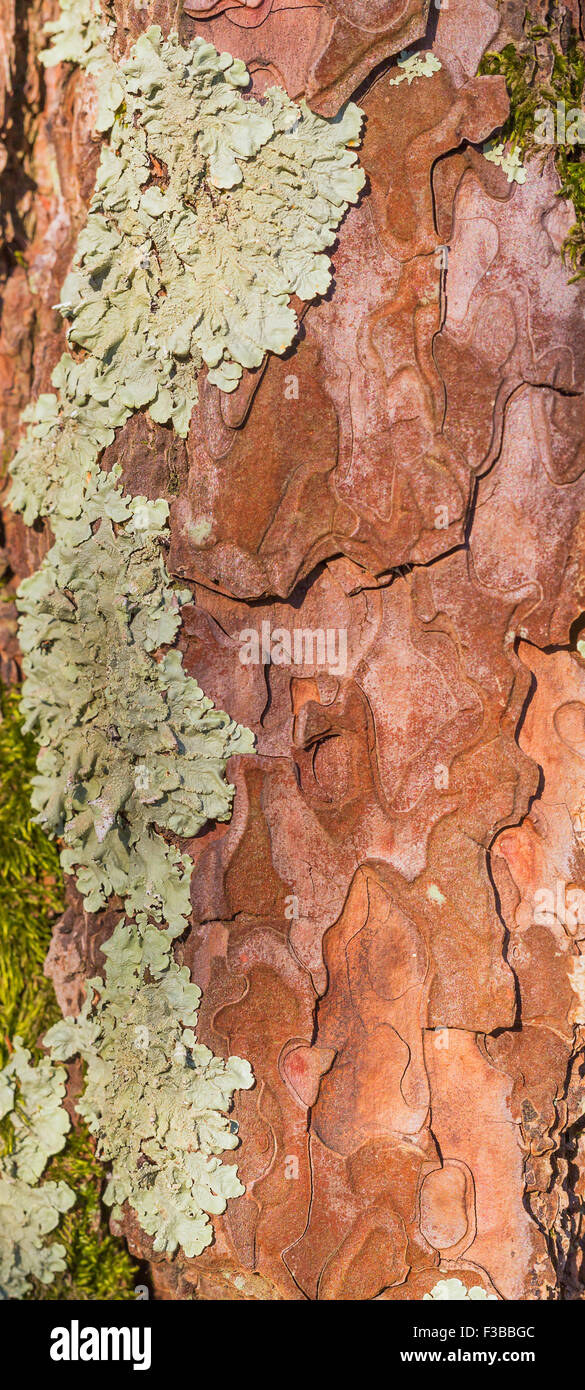 Old tree bark close up view as background Stock Photo - Alamy