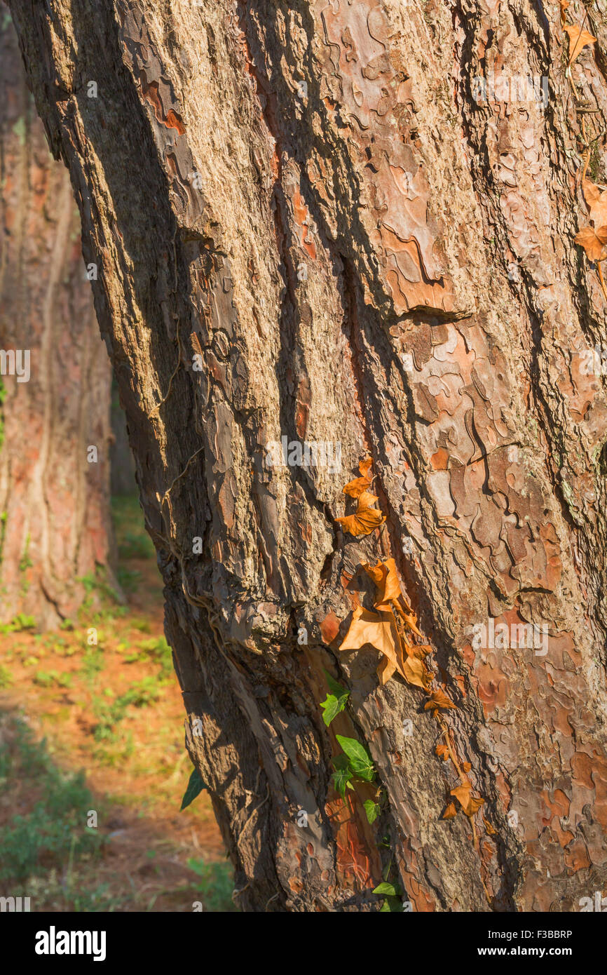 Old tree bark close up view as background Stock Photo - Alamy