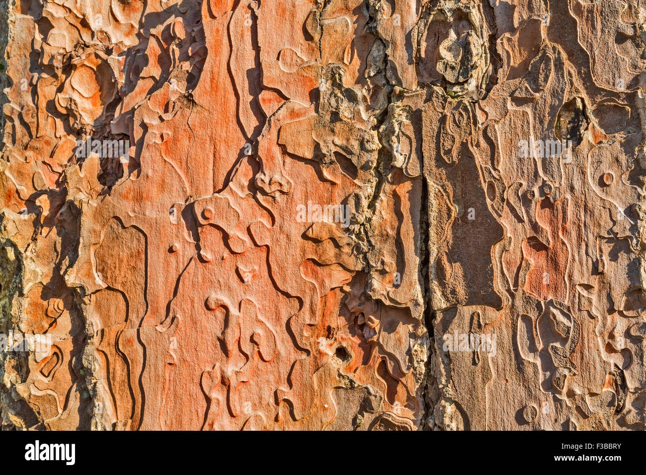 Old tree bark close up view as background Stock Photo - Alamy