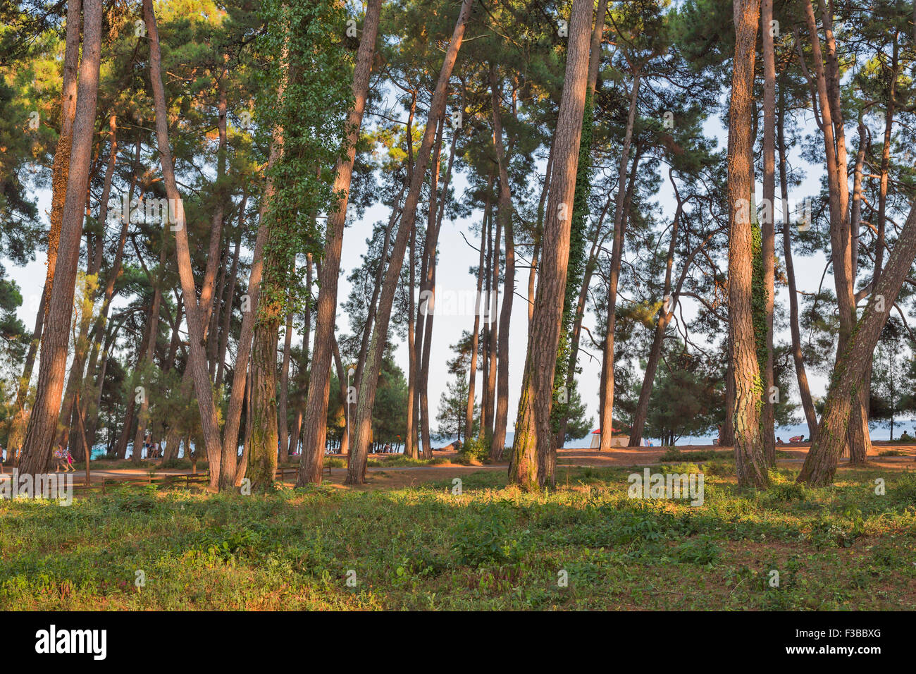 Pine trees at sunny day with natural background Stock Photo - Alamy