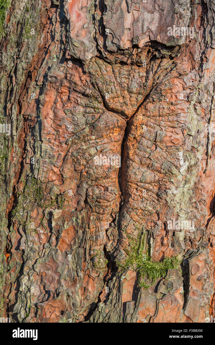 Old tree bark close up view as background Stock Photo - Alamy