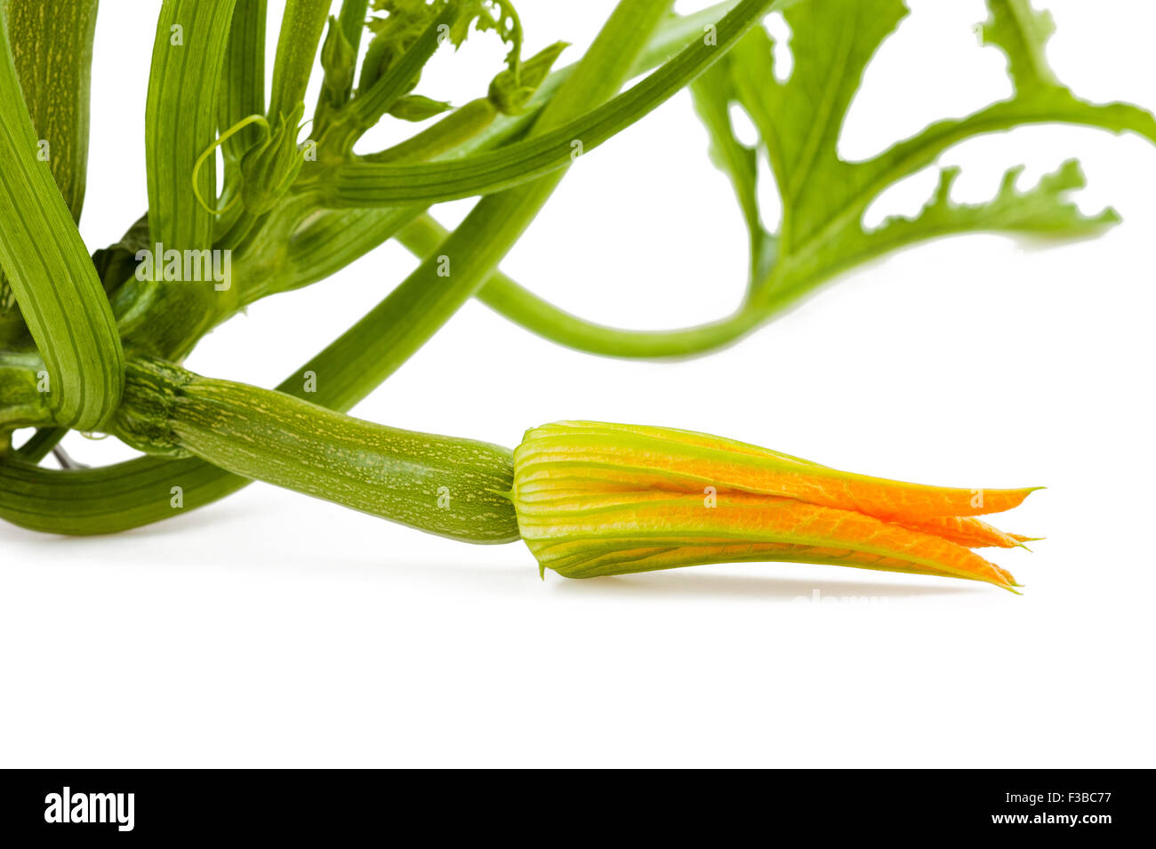 Courgette plant isolated on white Stock Photo - Alamy