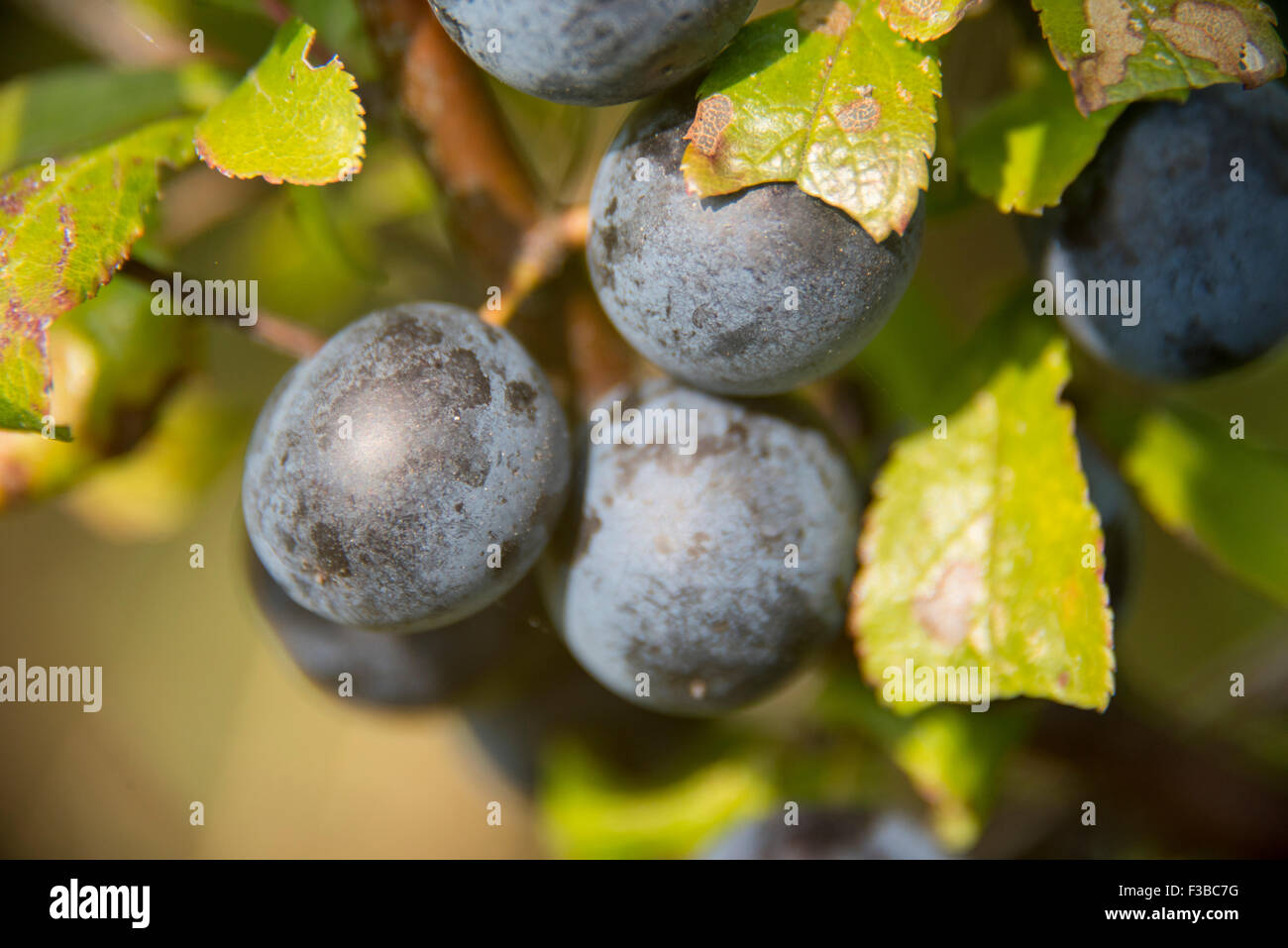 Close up of Sloes Stock Photo - Alamy
