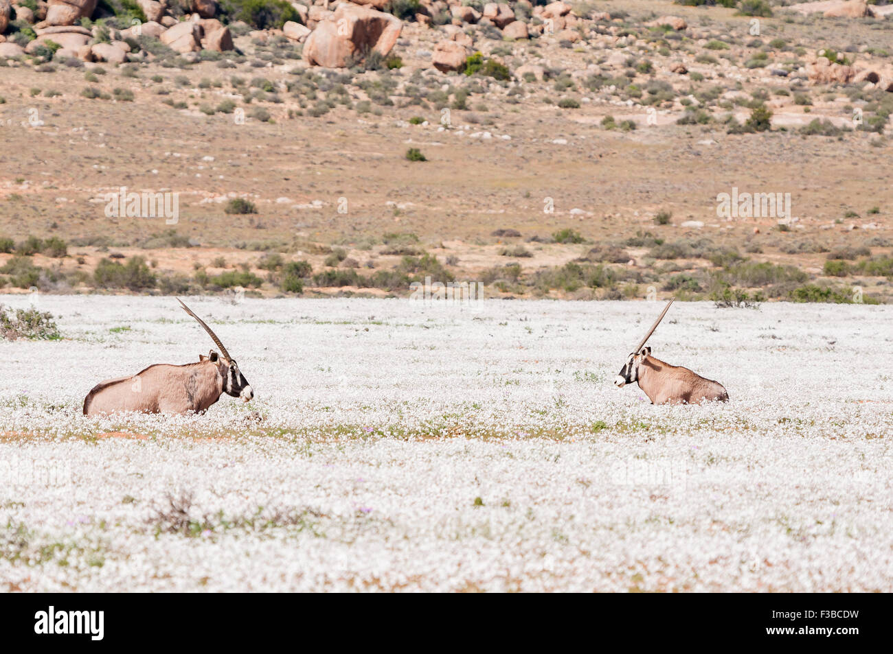 Two oryx in a lake of white, indigenous, flowers in the Goegap Nature ...