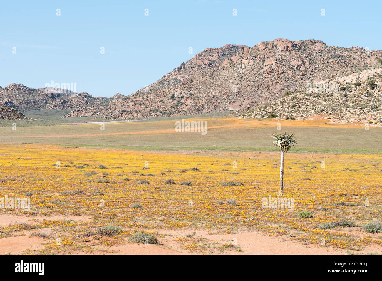 A carpet of indigenous flowers in the Goegap Nature Reserve at ...