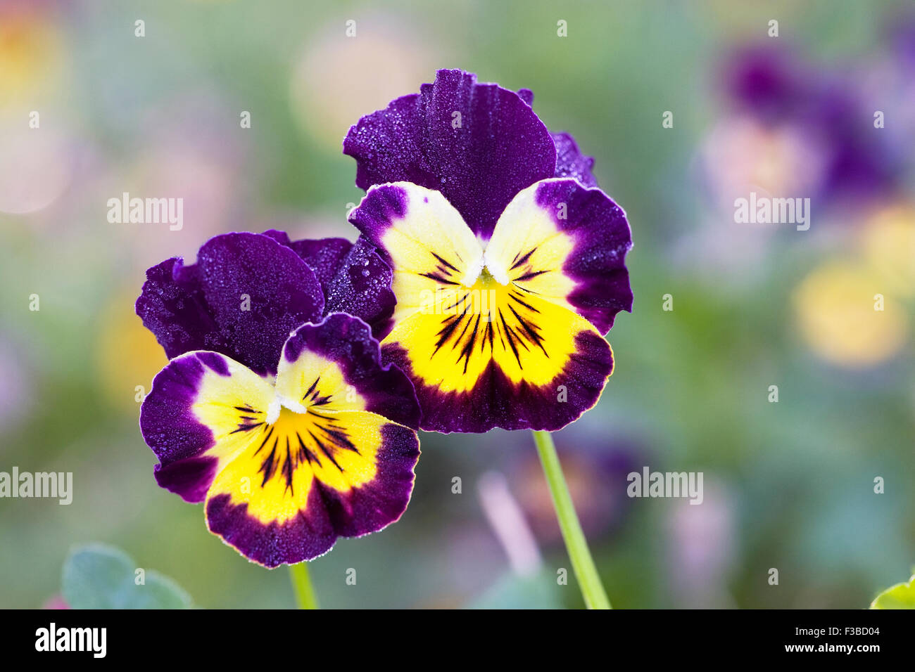 Pansy flower portrait hi-res stock photography and images - Alamy