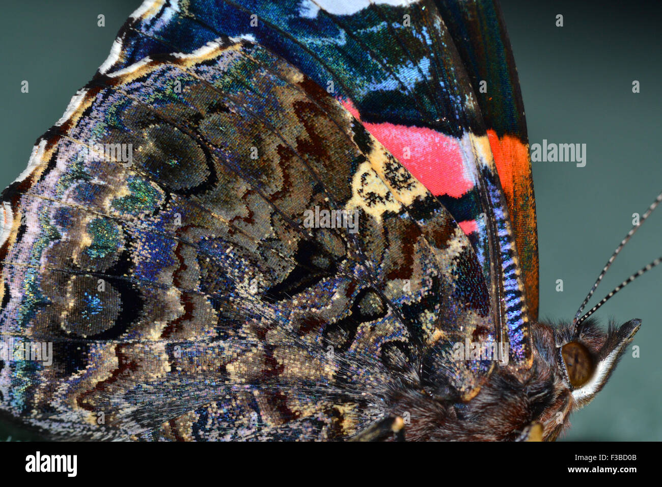 Beautiful red admiral butterfly vanessa hi-res stock photography and ...