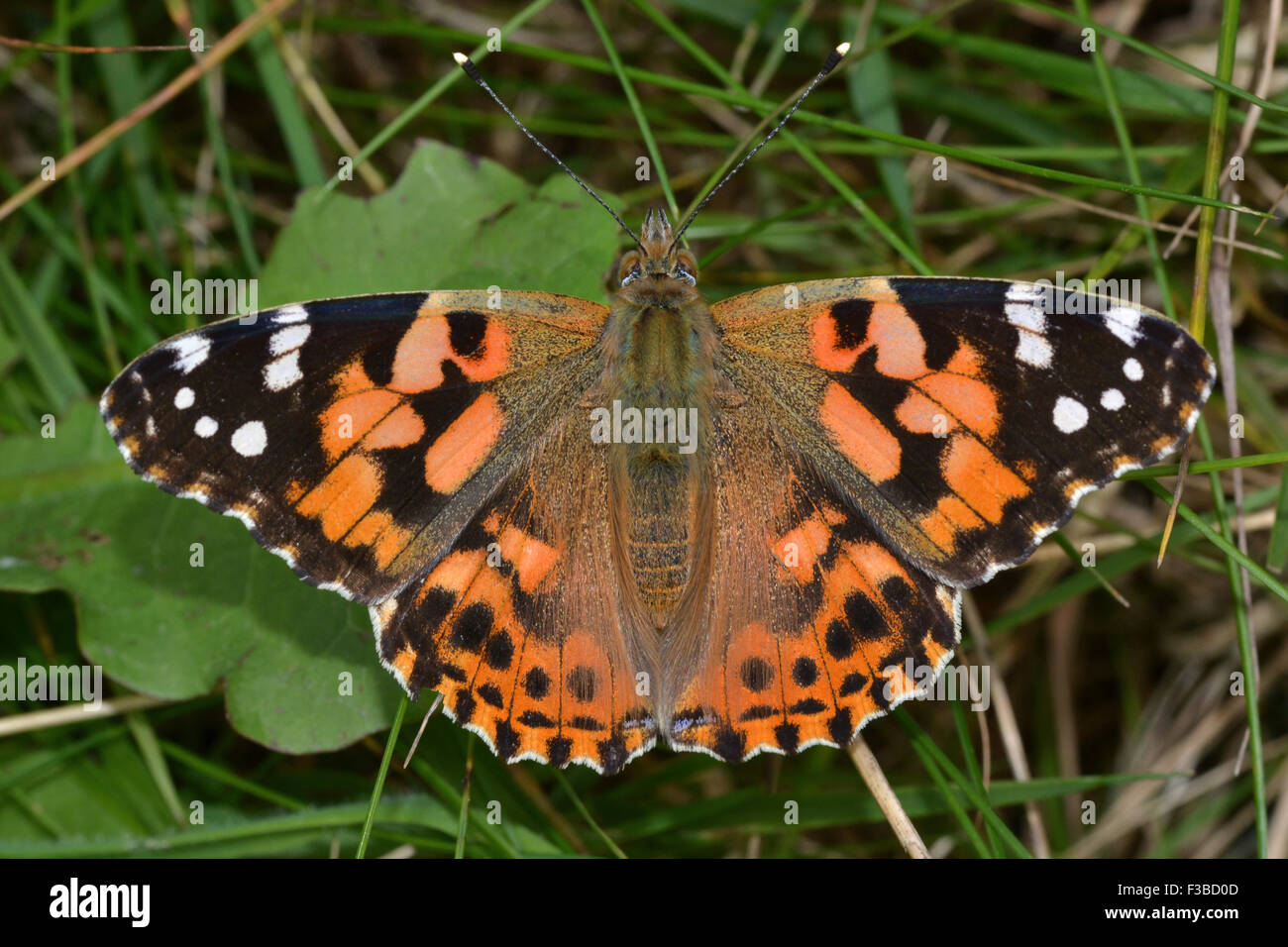Painted Lady butterfly, Vanessa Cardui, basking. These insects migrate ...