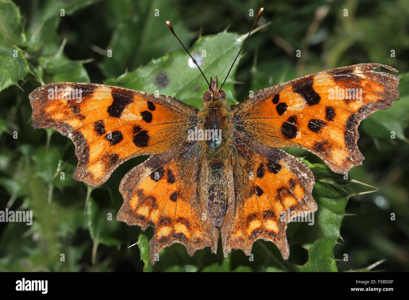 Comma butterfly, Polygonia c-album, England, UK. Basking in September ...