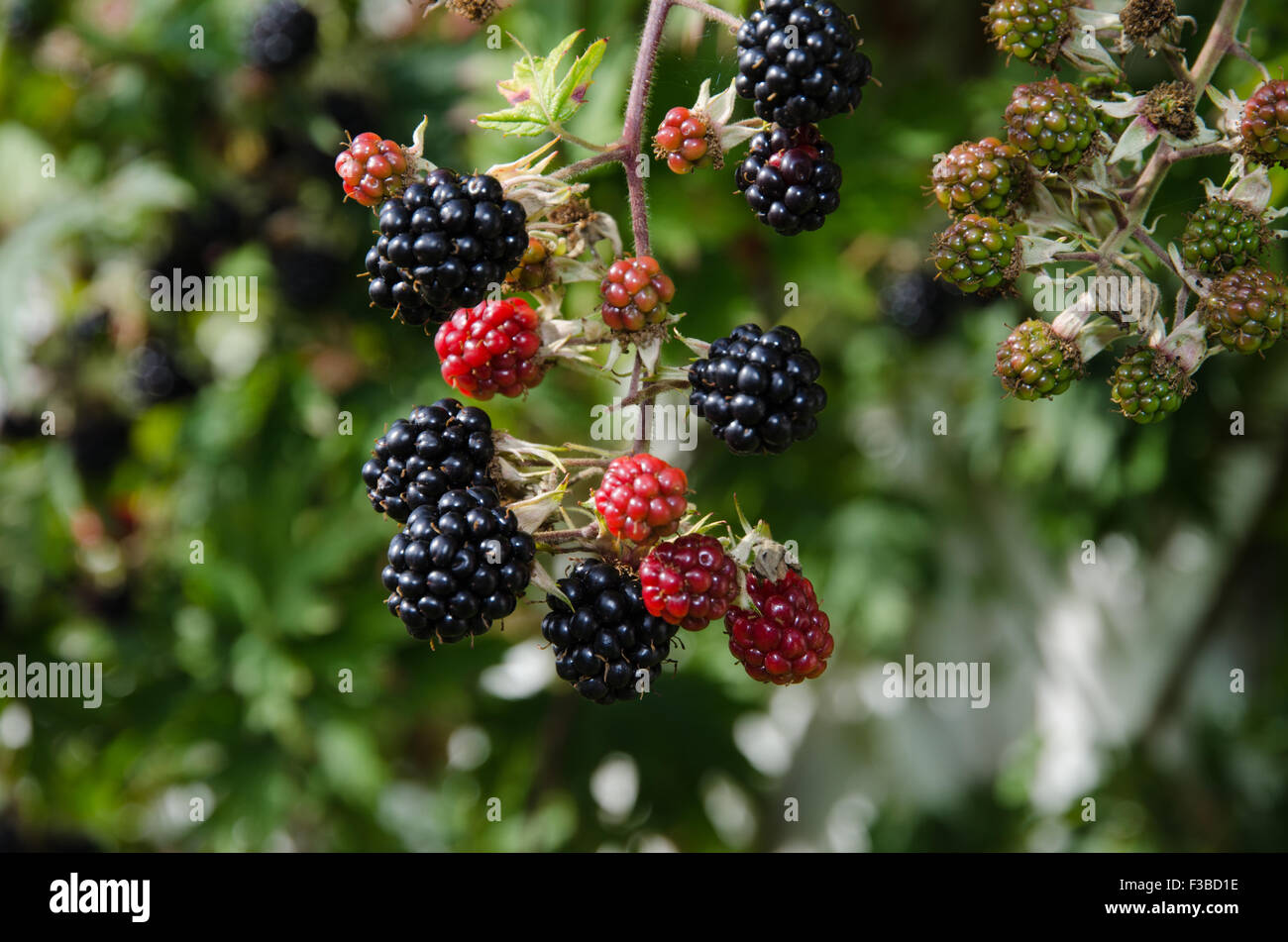 Closeup of blackberries in different colors Stock Photo - Alamy