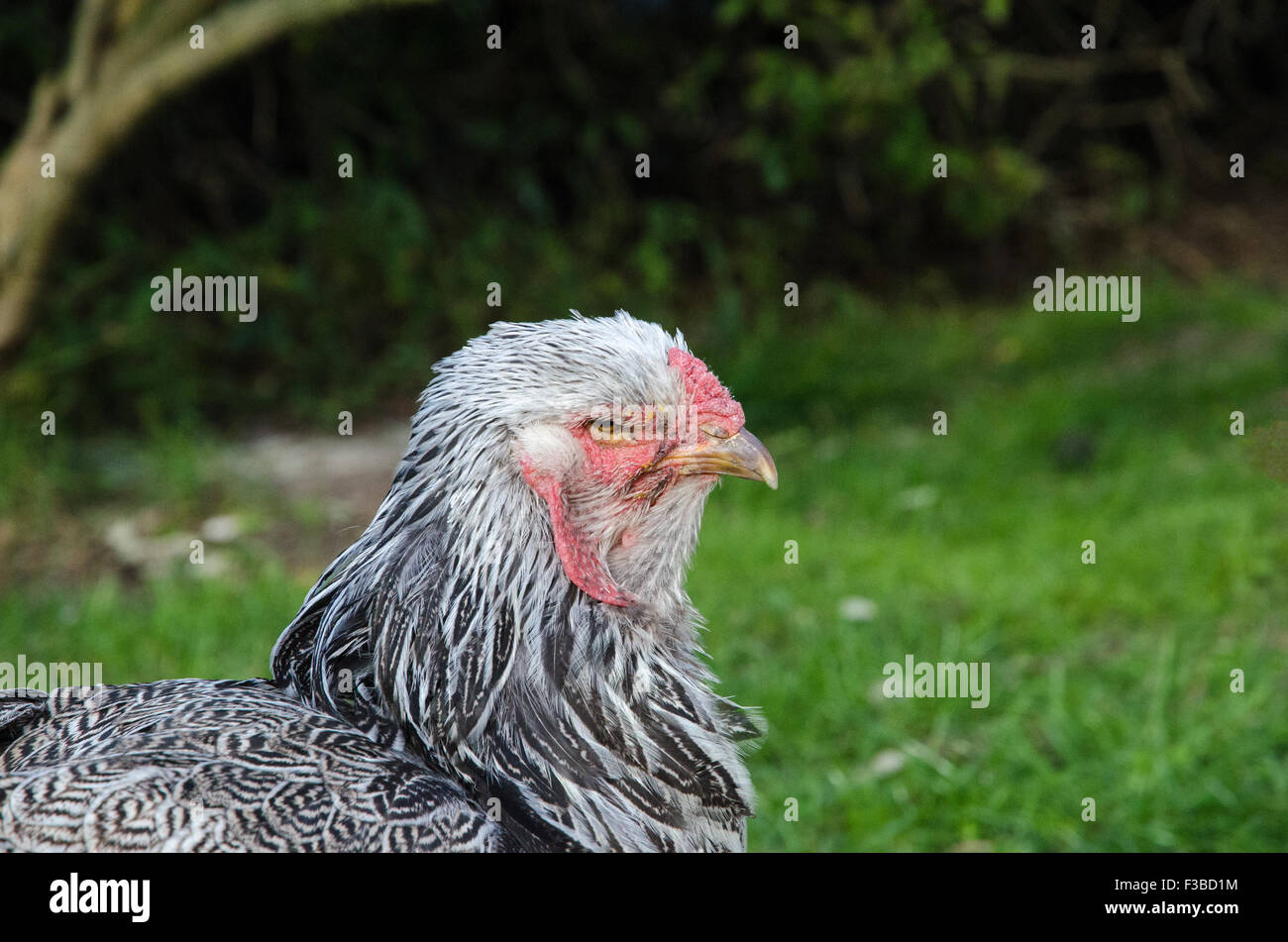 Profile of a gray hen in a garden Stock Photo - Alamy
