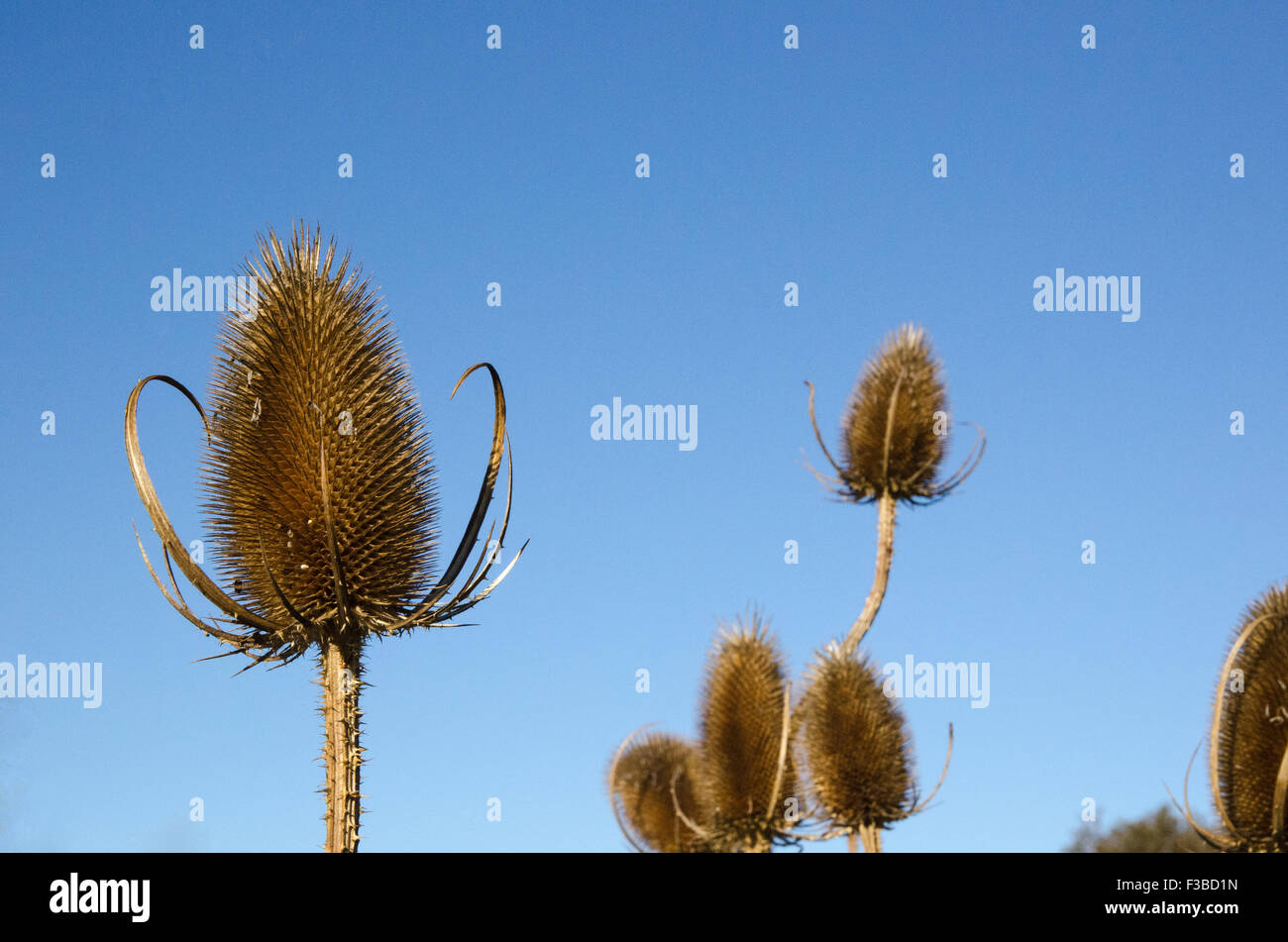 Fall thistle closeup at a clear blue sky Stock Photo - Alamy