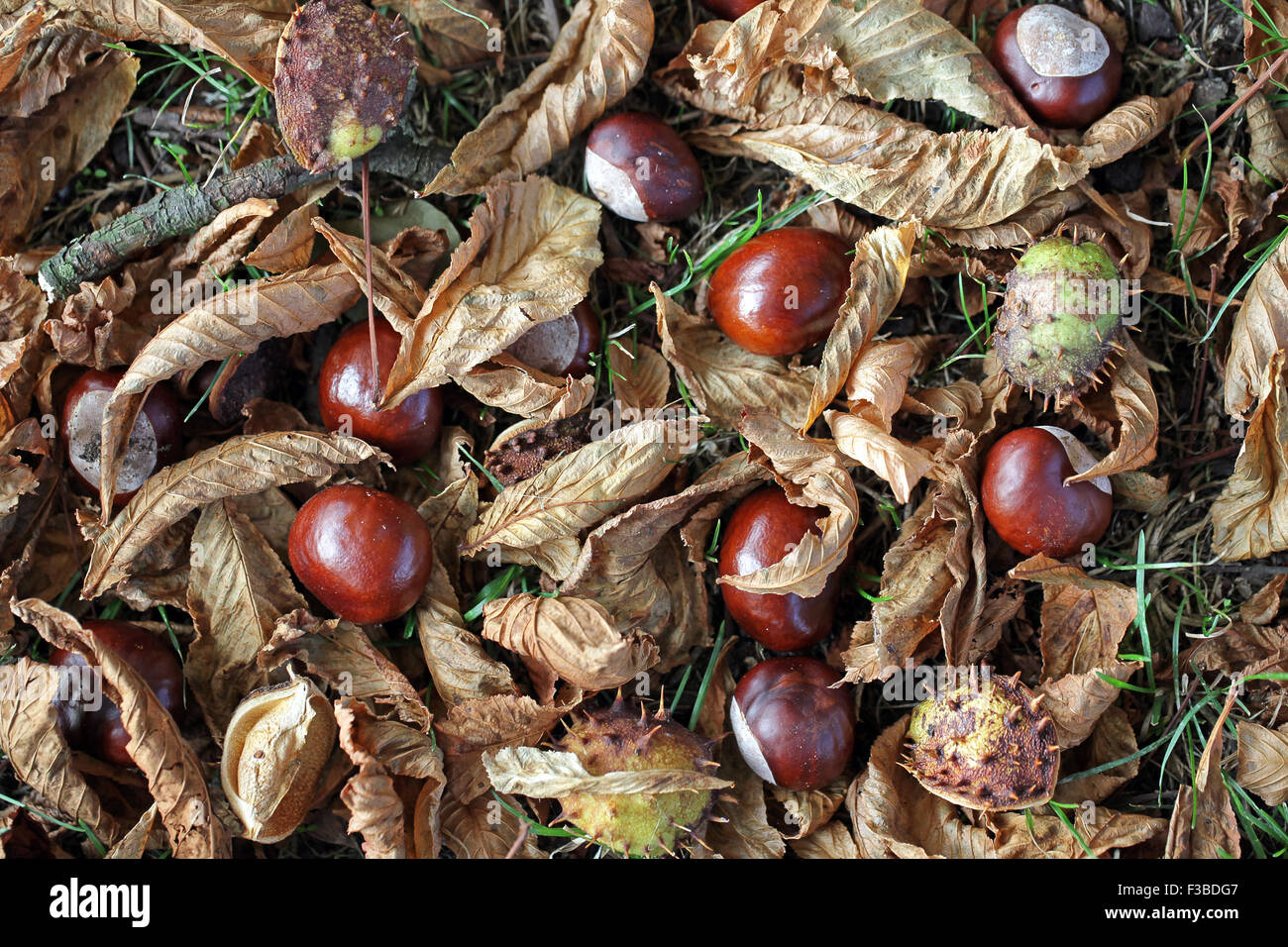 Conker shell hi-res stock photography and images - Alamy