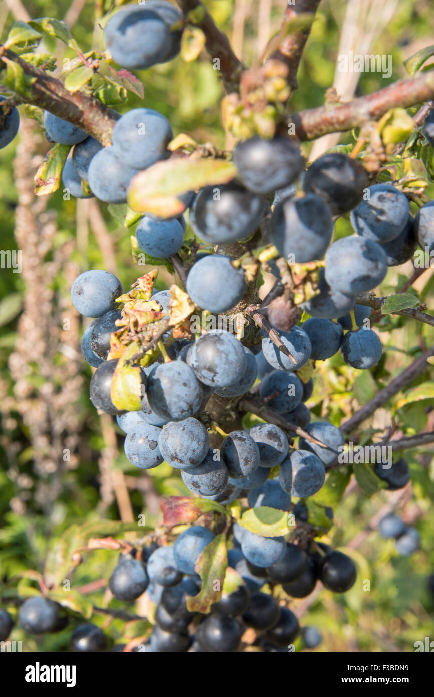sloe tree with bunch of fruit Stock Photo - Alamy