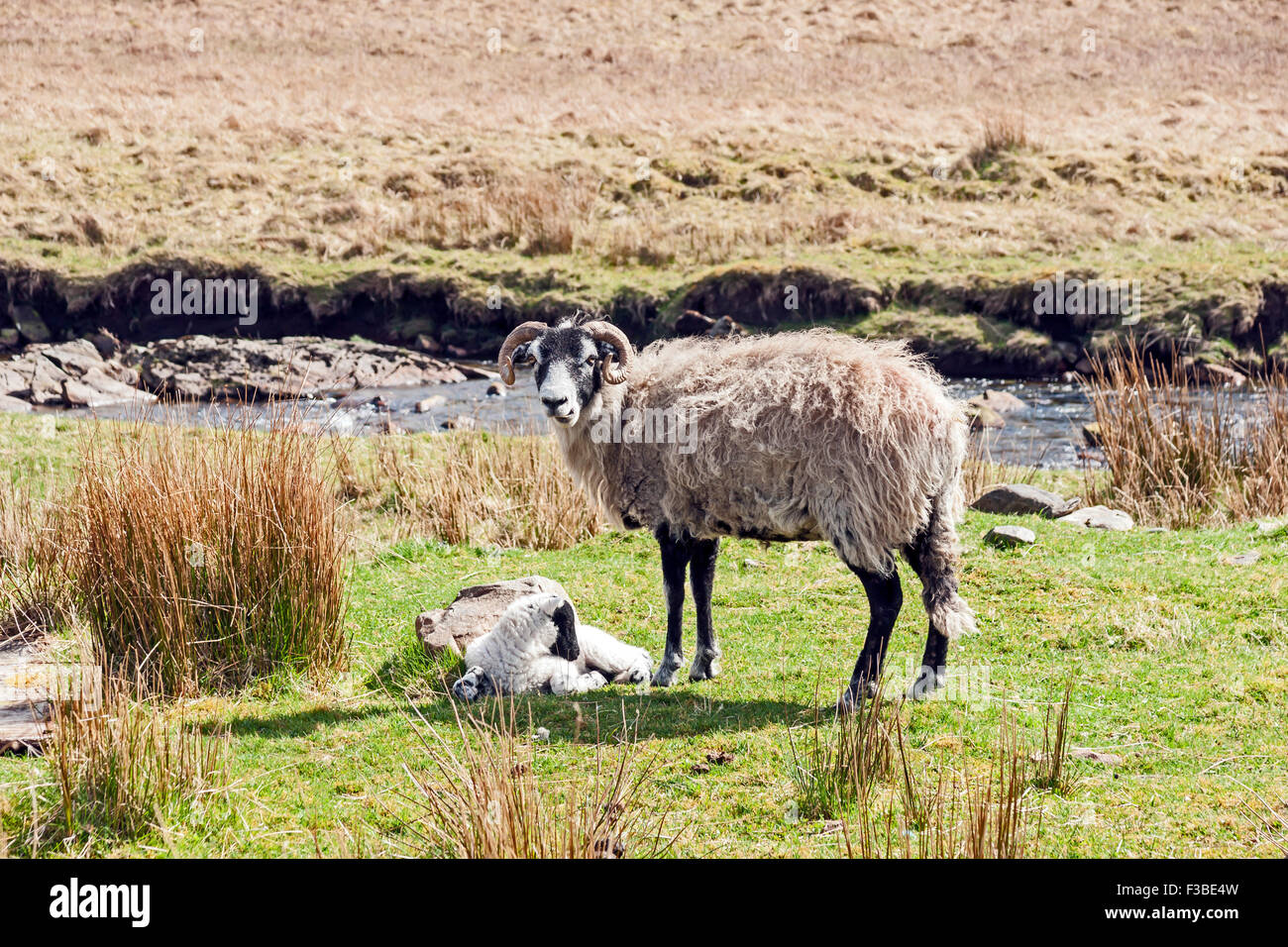 Sheep and lamb at River Cononish in Highland Scotland Stock Photo - Alamy