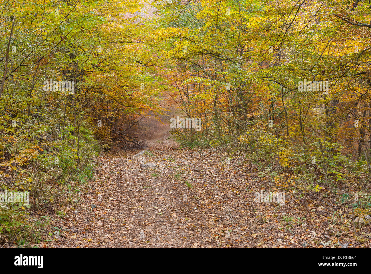 Earth road in Crimean forest at fall season Stock Photo - Alamy