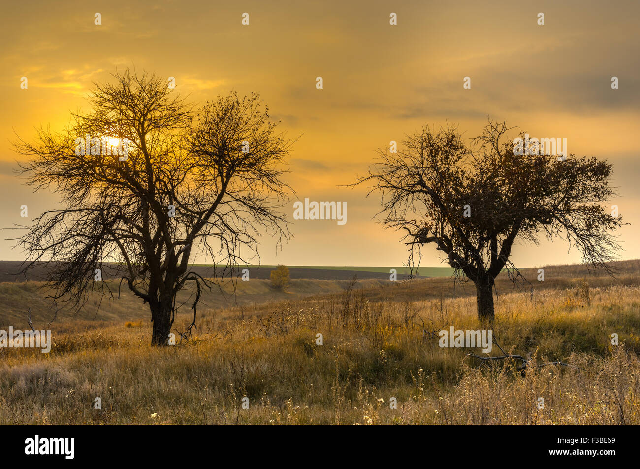 Two trees growing together hi-res stock photography and images - Alamy