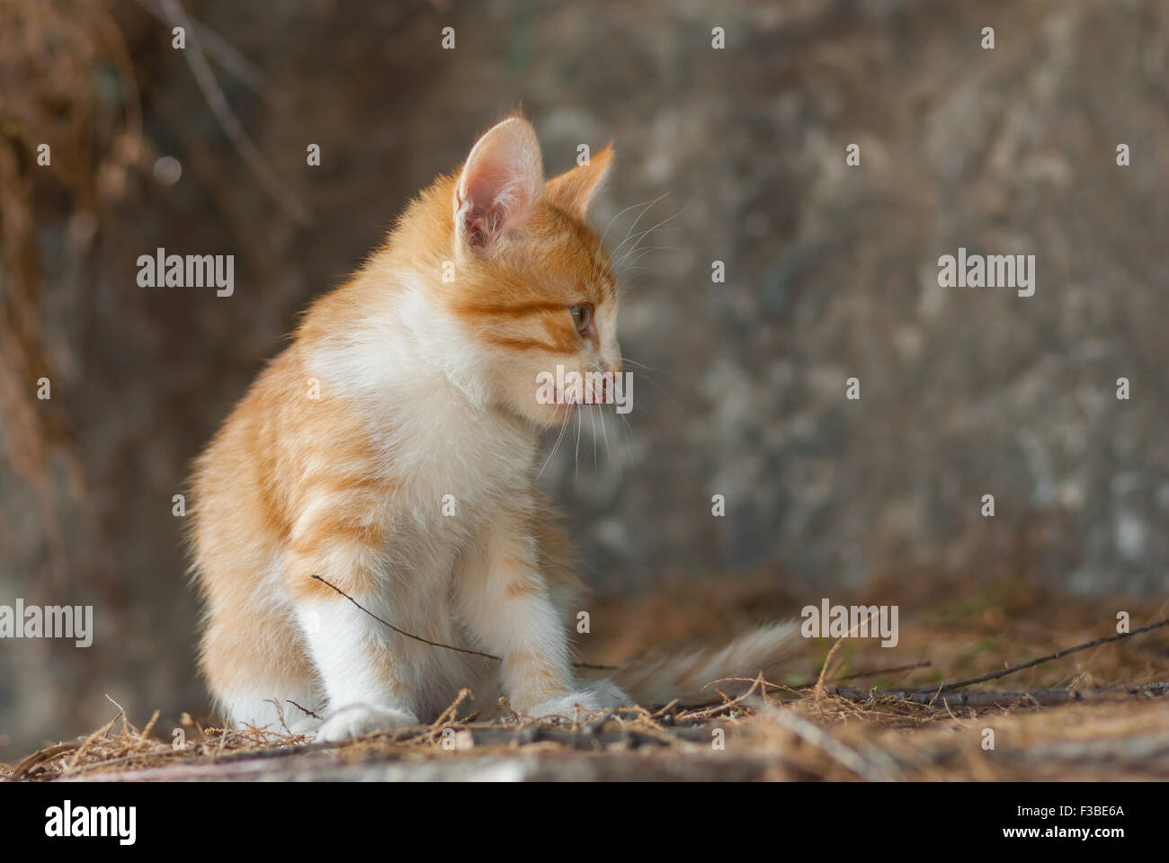 Outdoor portrait of playful kitty Stock Photo - Alamy