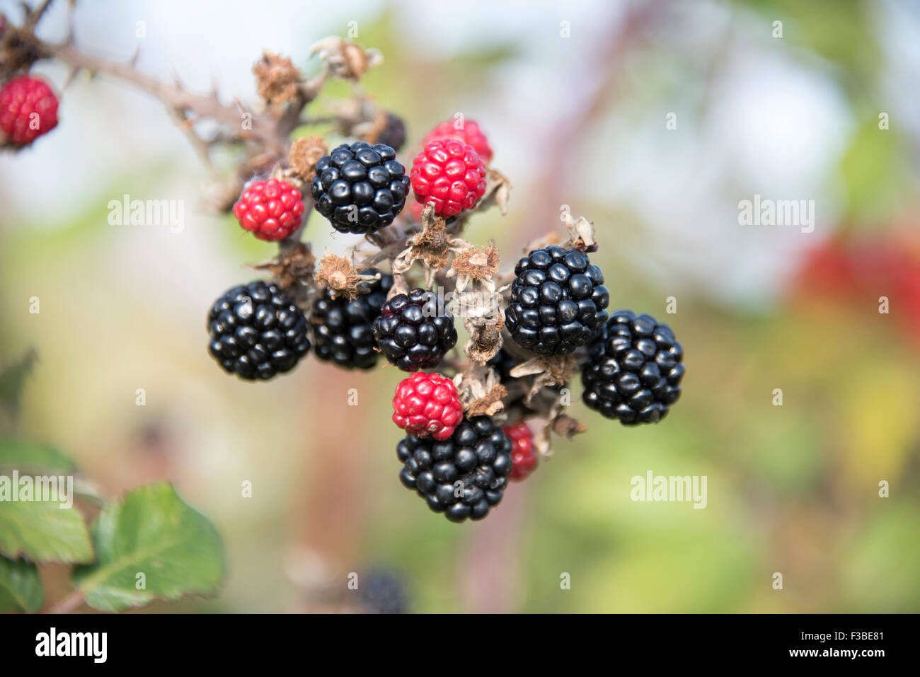 Blackberries red and black Stock Photo - Alamy