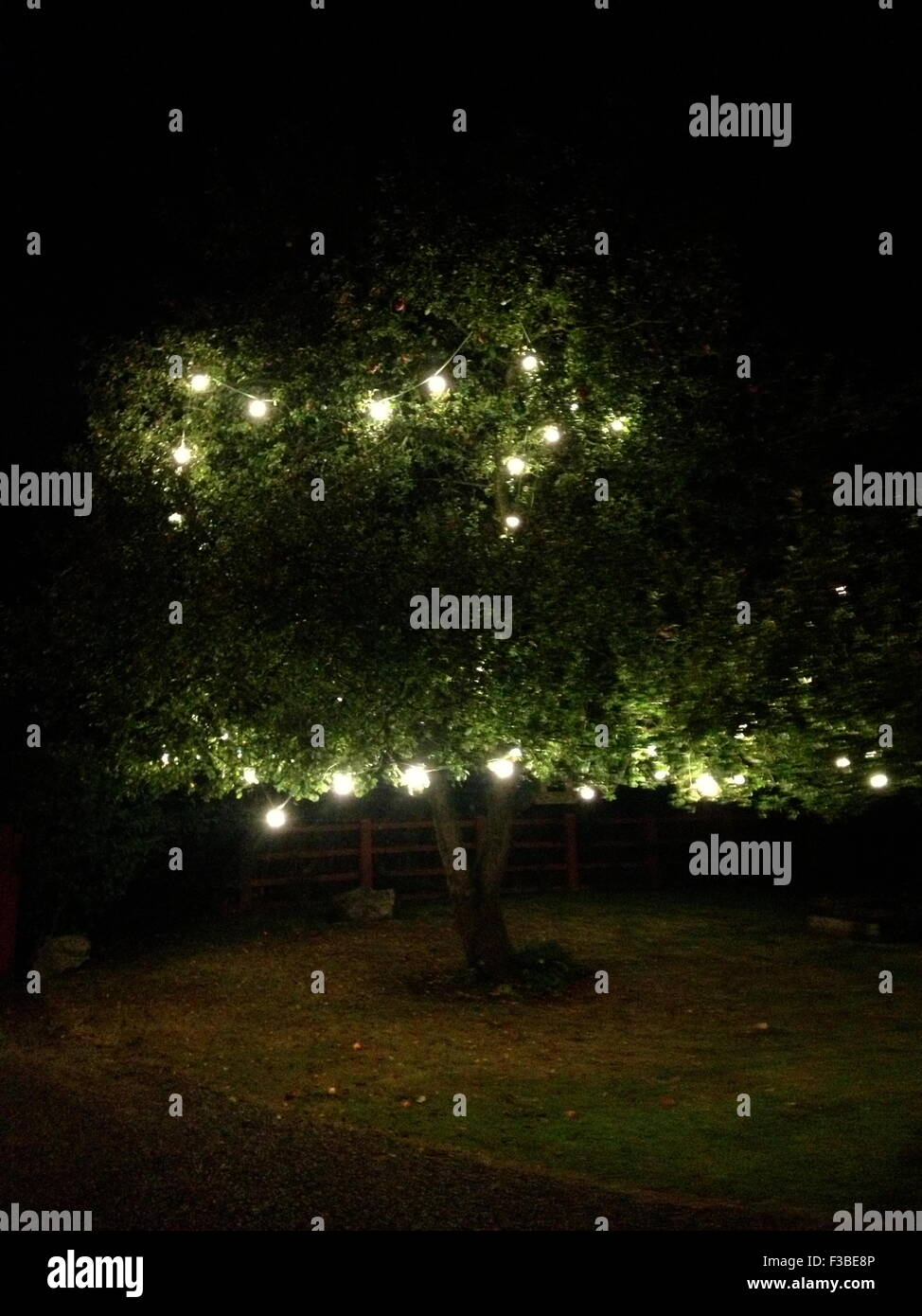 Lights in Tree Stock Photo - Alamy