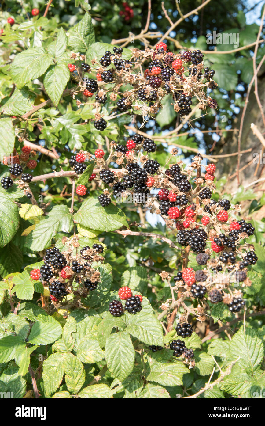 Blackberries bramble fruit Stock Photo - Alamy