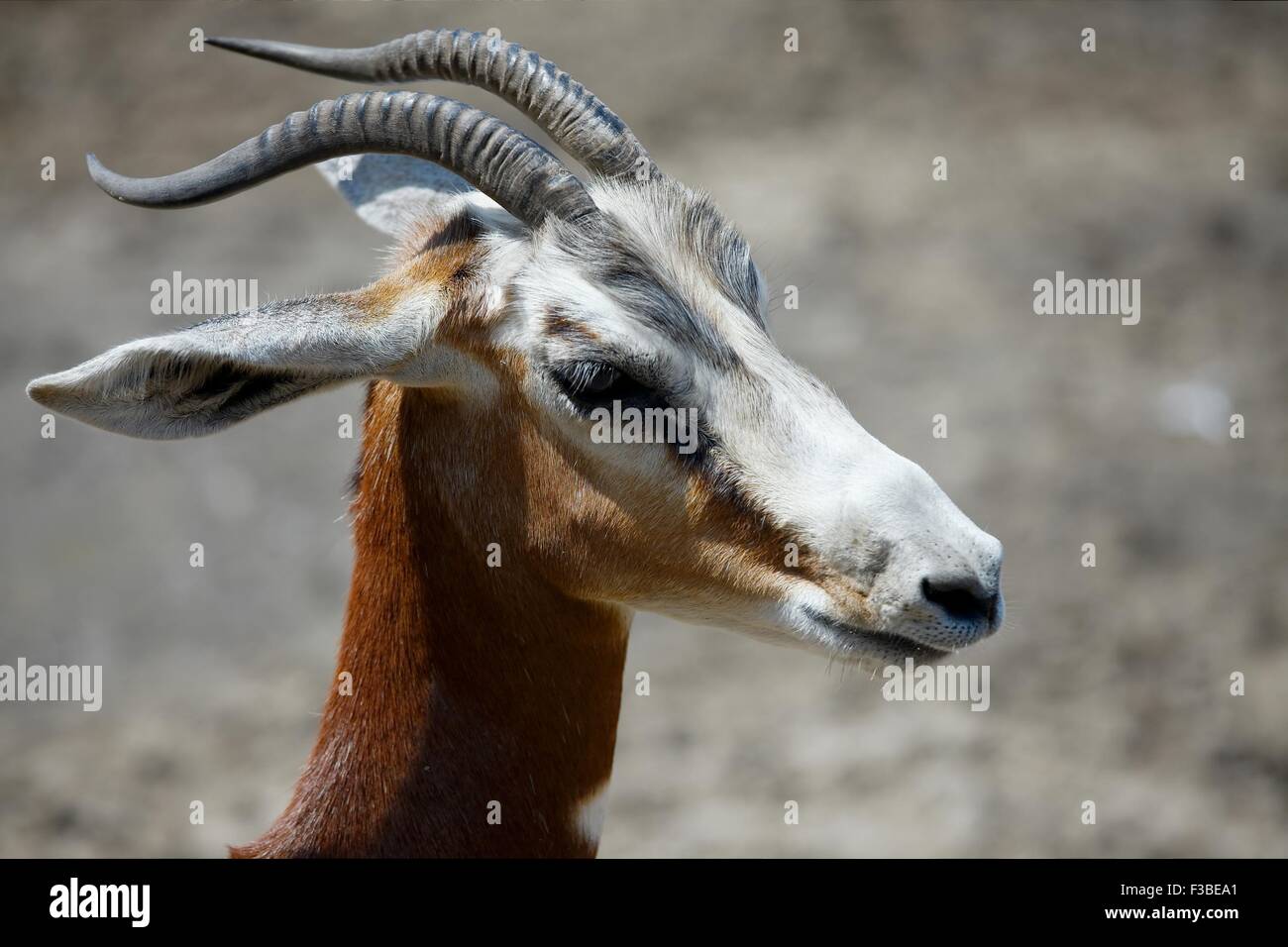 Antilope hi-res stock photography and images - Alamy