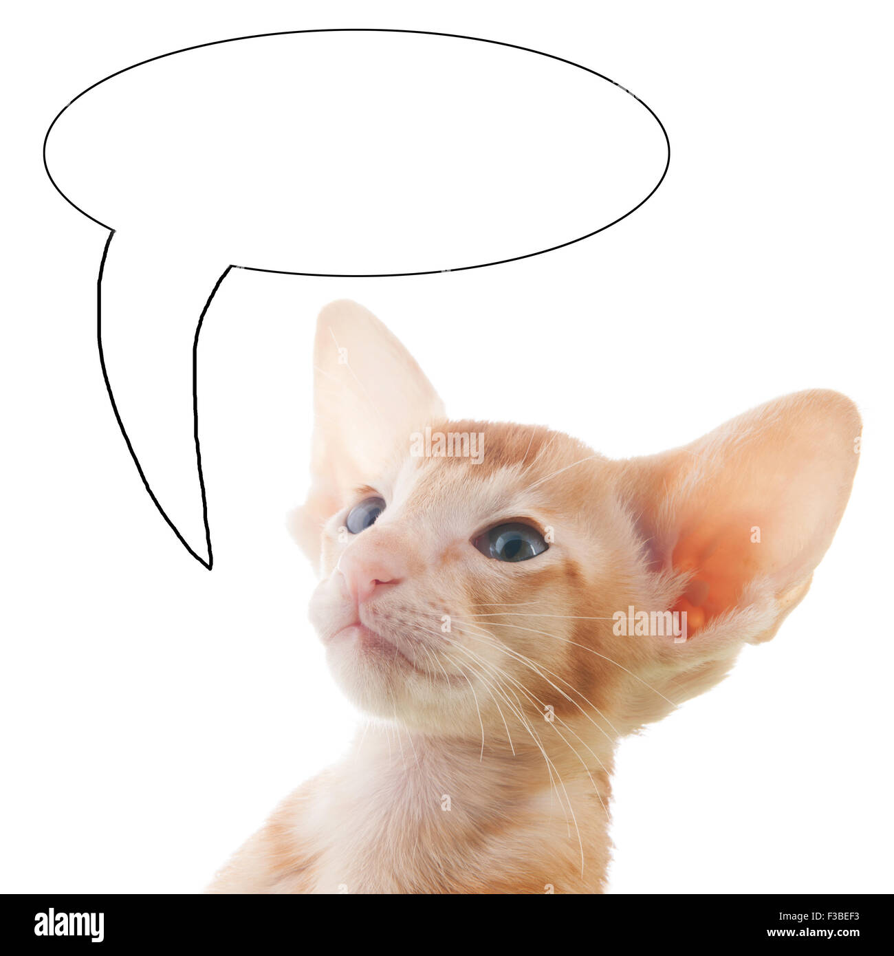 Portrait of red kitten with text balloon isolated over white background ...