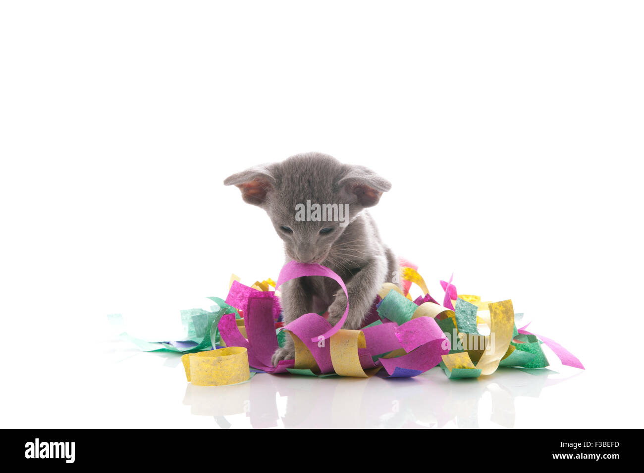Birthday little cat playing with colorful confetti Stock Photo - Alamy