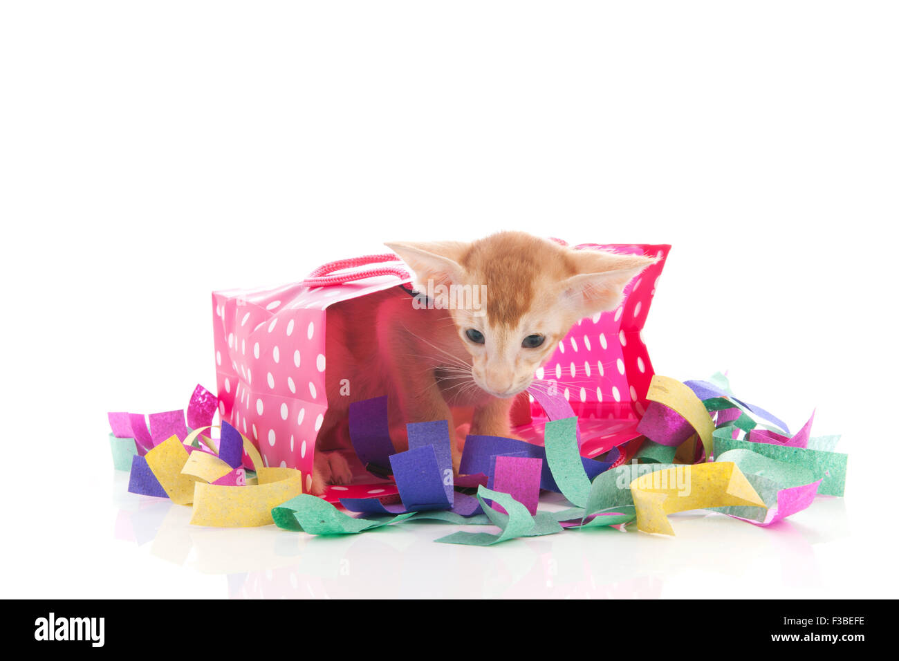 Birthday cat as present with confetti isolated over white background ...