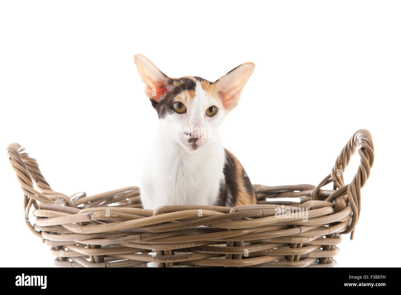 tortoiseshell siamese cat in big basket isolated over white background ...