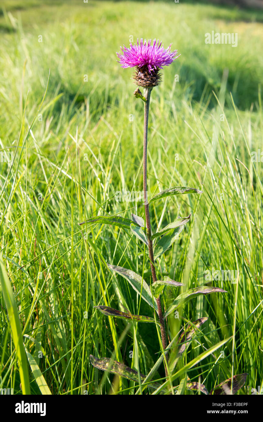 dwarf thistle growing in lawn Stock Photo - Alamy