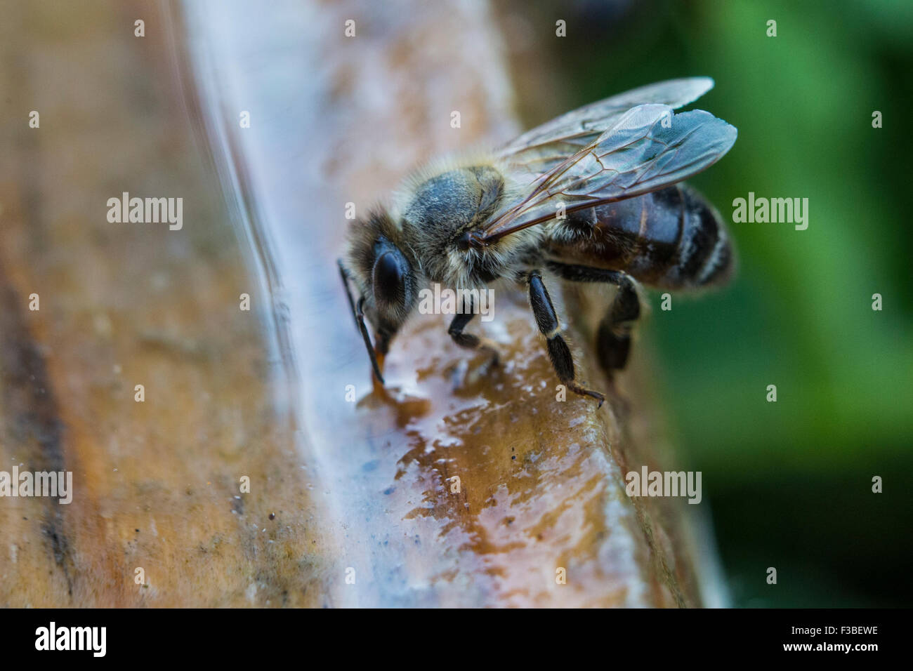 Honey Bee (Apis mellifera) drinking water Stock Photo - Alamy Honey Bee (Apis mellifera) drinking water Stock Photo - Alamy